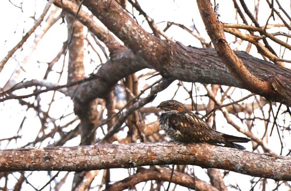 Pauraque and Scrub Nightjar from Guayaquil, Ecuador on September 3 ...