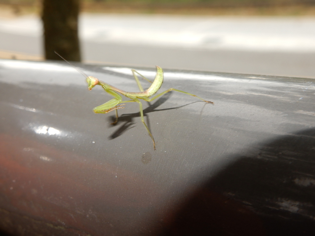 Formosan Giant Mantis from 虎頭山, Taoyuan, Taiwan on August 31, 2023 at ...