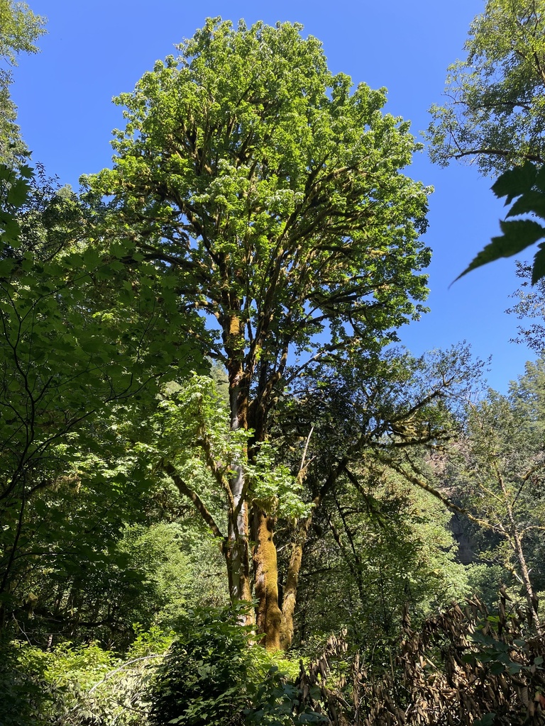 Oregon oak from Coos Bay, OR, US on September 5, 2023 at 11:40 AM by ...
