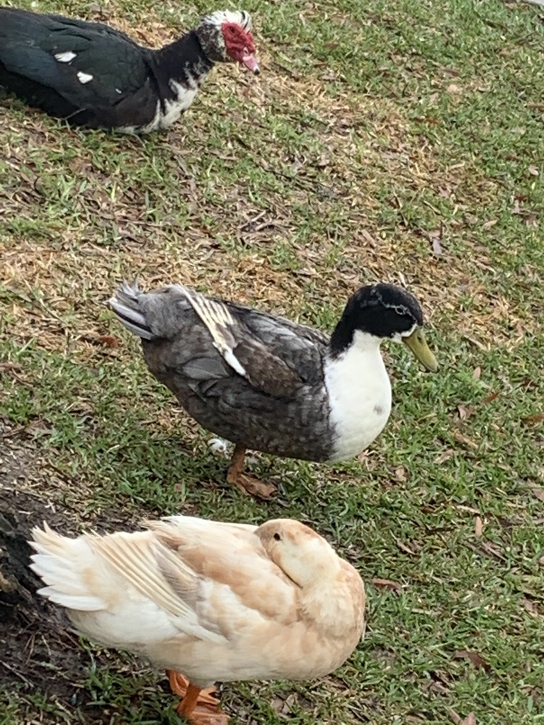 Domestic Mallard from 15118 Wimberly Park Dr, Houston, TX, US on ...