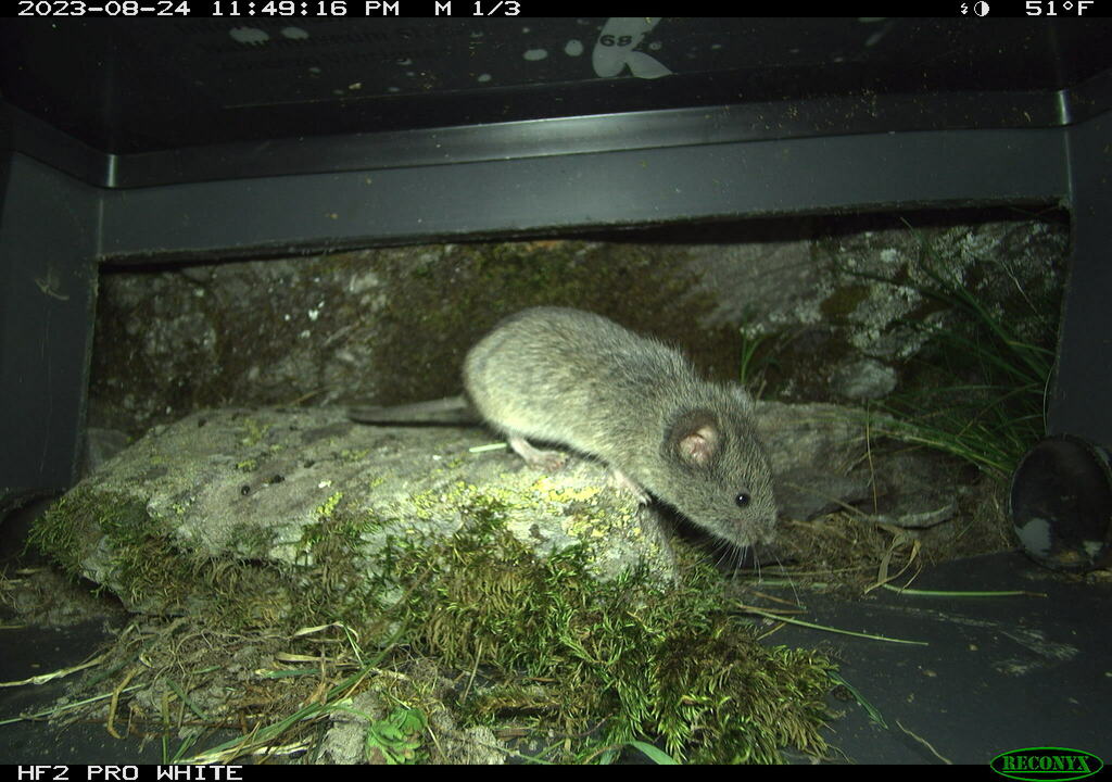 European Snow Vole from Vilters-Wangs, Schweiz on August 24, 2023 at 11 ...