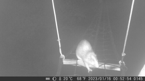 White-faced Spiny Tree Rat (Echimys chrysurus) · iNaturalist