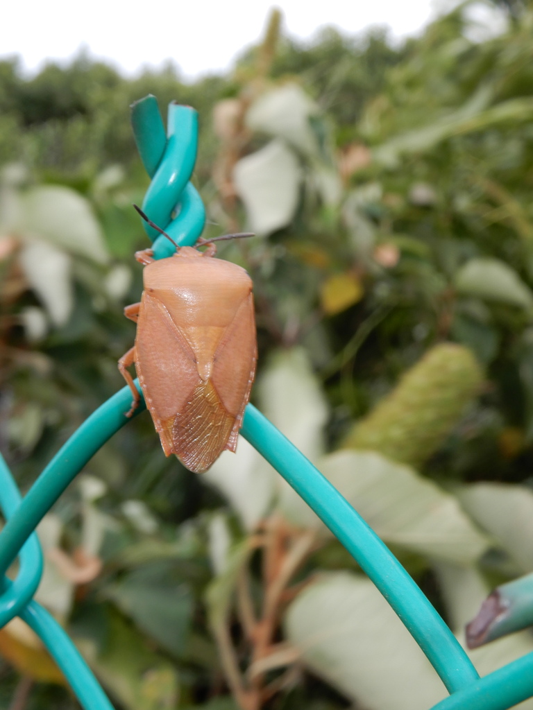 Lychee Stink Bug from 虎頭山, Taoyuan, Taiwan on August 31, 2023 at 04:49 ...