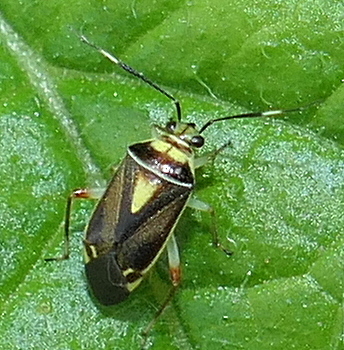Plant Bugs from Cartago Province, Cachí, Costa Rica on July 31, 2023 at ...