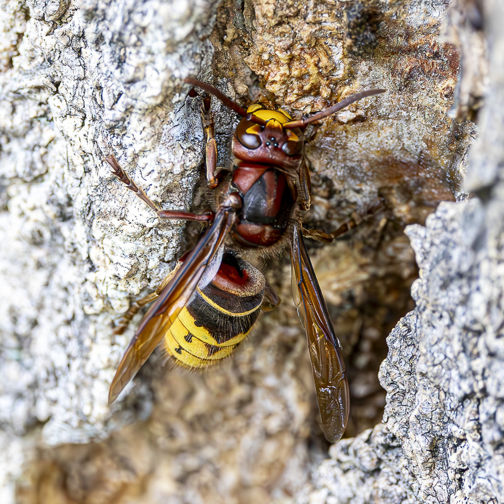 European Hornet from Rockland County, NY, USA on August 18, 2023 at 10: ...