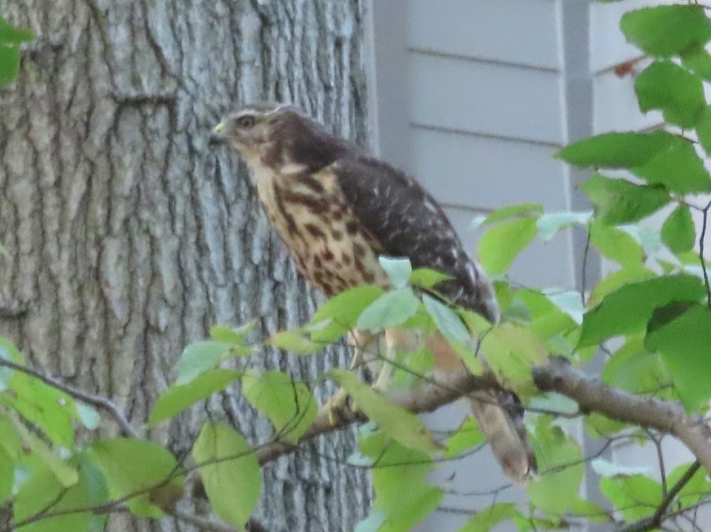 Red-shouldered Hawk from Laurel, MD, USA on September 6, 2023 at 07:24 ...