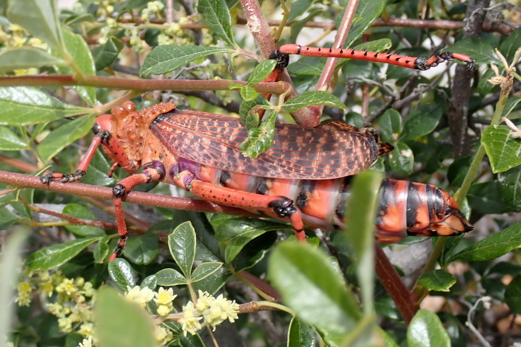 Leprous Milkweed Locust from Voorsorg 124, Garden Route District ...