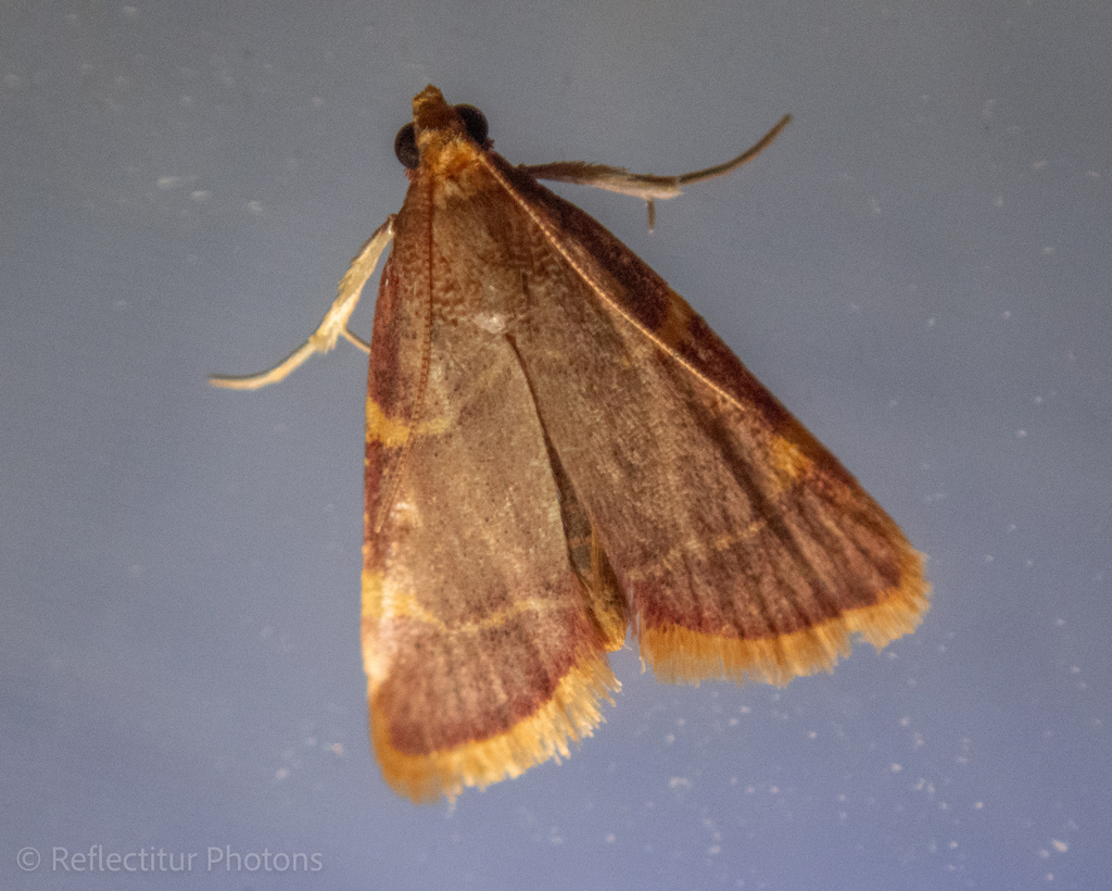 Clover Hayworm Moth from Nicosia, Cyprus on September 5, 2023 at 10:47 ...