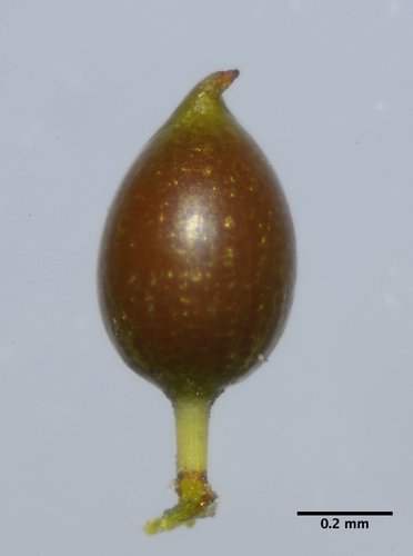 Dicranella howei · iNaturalist