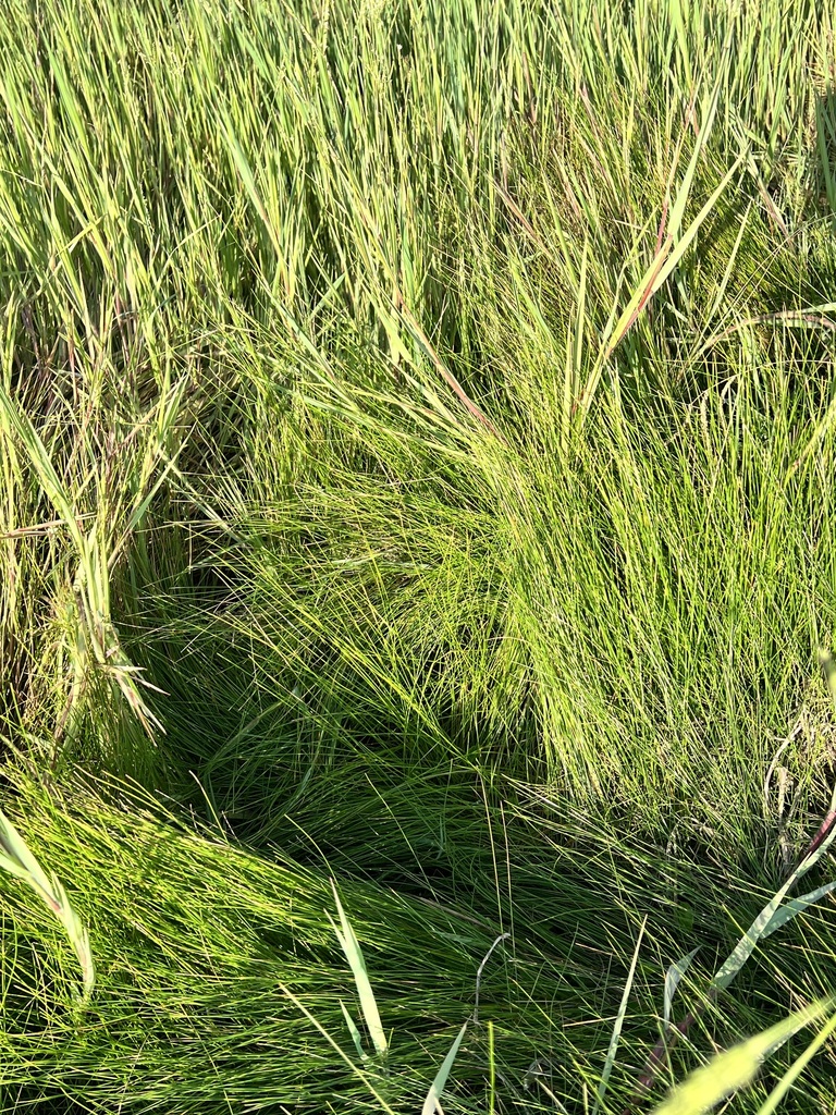 Common Spike-rush from Plano, TX, USA on September 6, 2023 at 08:45 AM ...