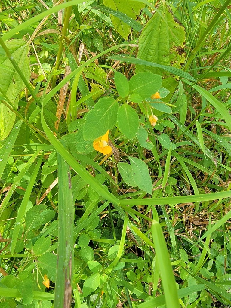 common jewelweed from Oakland/Winchell, Kalamazoo, MI 49008, USA on ...