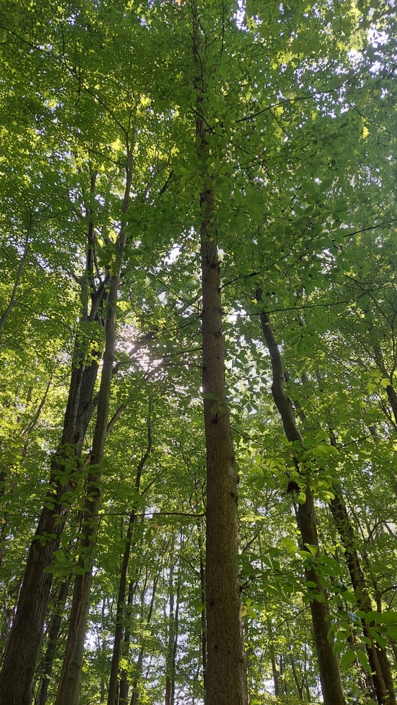 Cucumber-tree from Erie, PA 16506, USA on September 6, 2023 at 11:47 AM ...