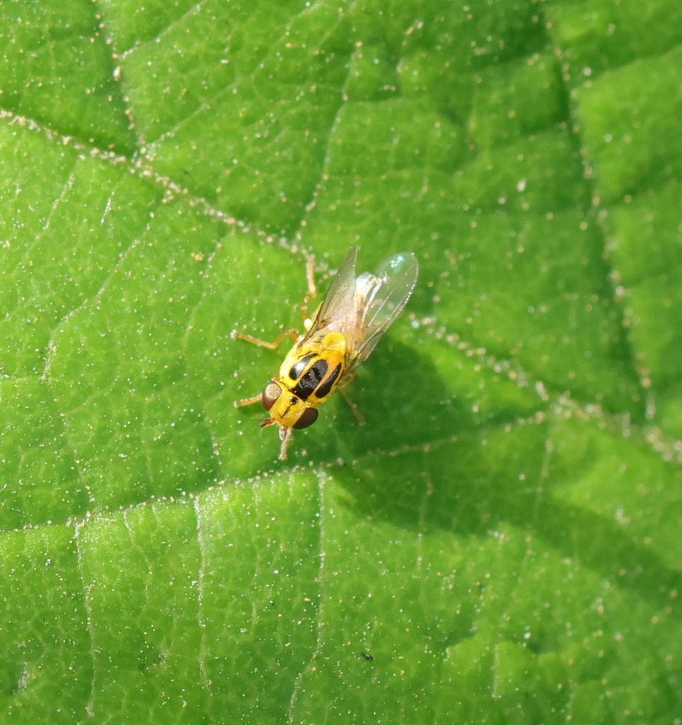 Chlorops from Oudalle, France on September 6, 2023 at 06:22 PM by ...