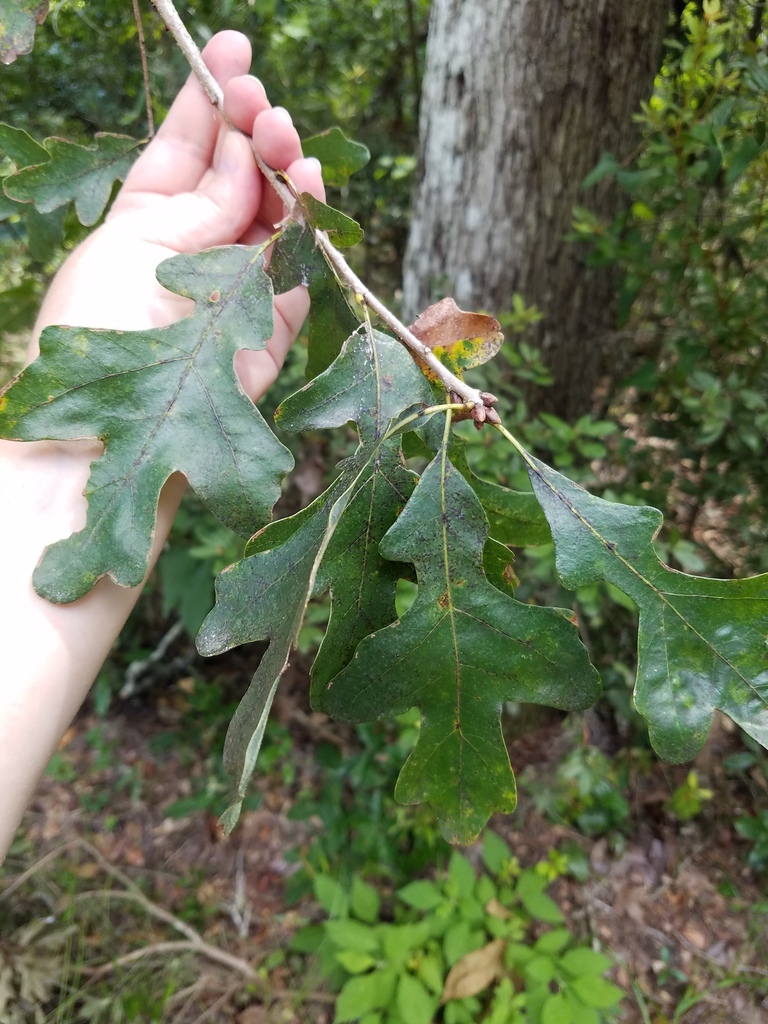 Bottomland Post Oak from Camden County, GA, USA on September 03, 2023 ...