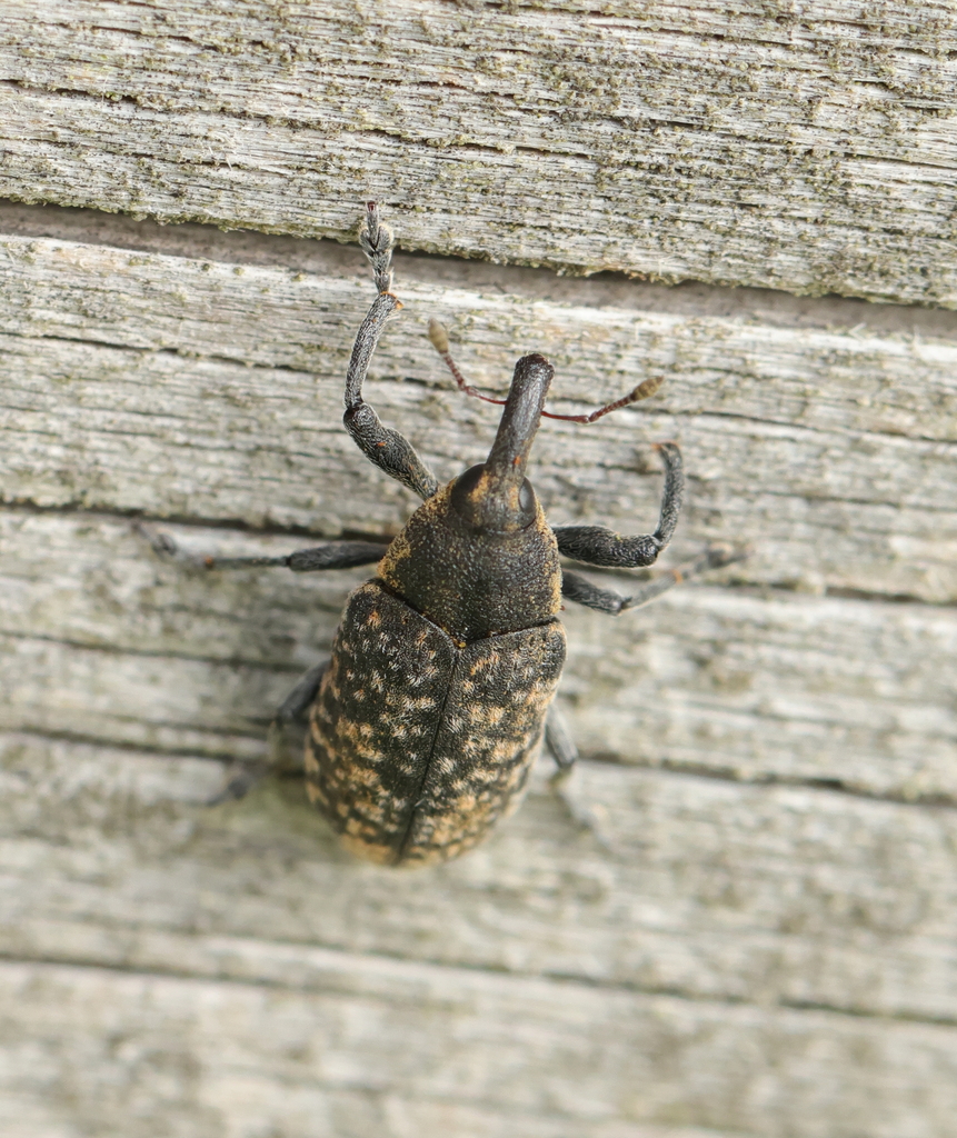 Canada Thistle Bud Weevil from Oudalle, France on September 6, 2023 at ...