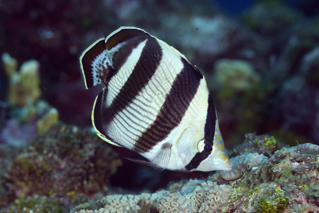 Banded Butterflyfish from Saba, Caribbean Netherlands on August 27 ...