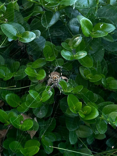 Observations by mariovillarino · iNaturalist