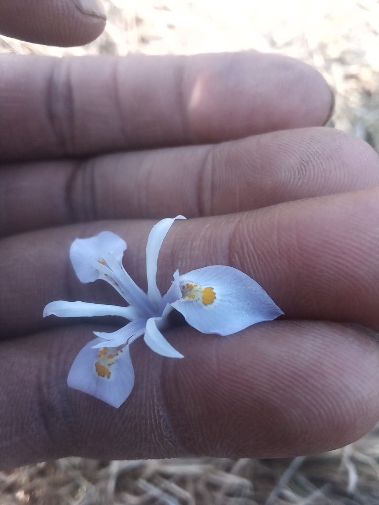 Moraea stricta from City of Tshwane, South Africa on September 6, 2023 ...
