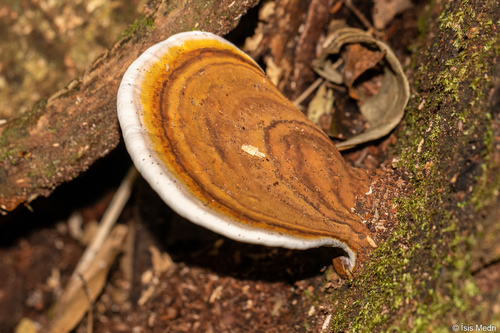 Ganoderma testaceum · iNaturalist