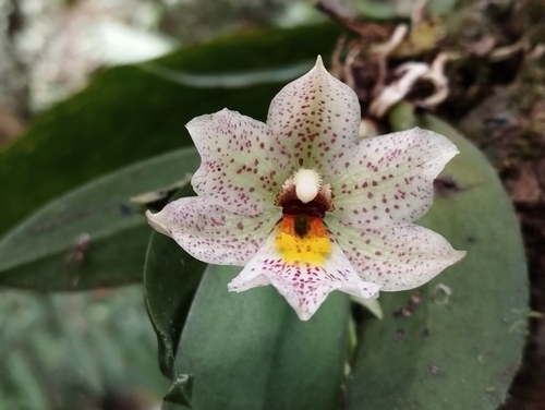 Trichocentrum pulchrum · iNaturalist