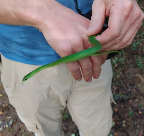 Green Water Snake (Philothamnus hoplogaster) - Snakes and Lizards