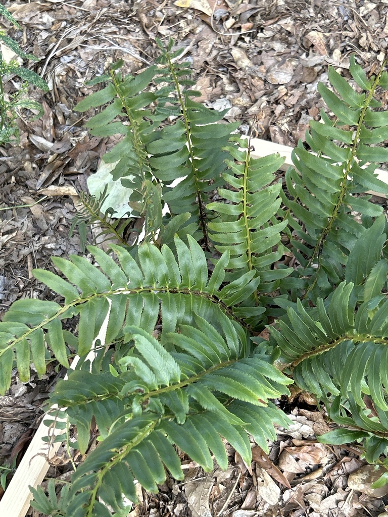 Christmas fern from Georgia Institute of Technology, Atlanta, GA, US on ...