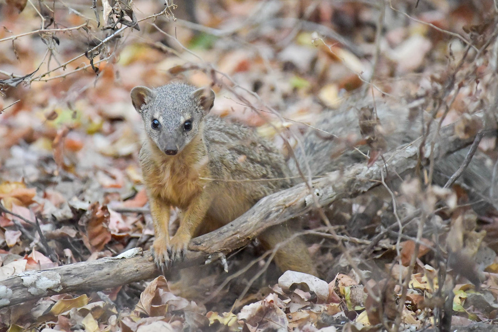 Bokiboky in September 2023 by pfaucher · iNaturalist