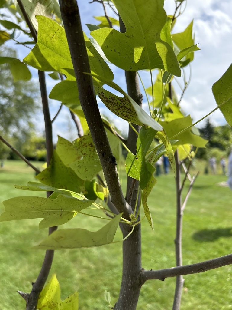 tulip tree from Fulton St E, Grand Rapids, MI, US on September 6, 2023 ...