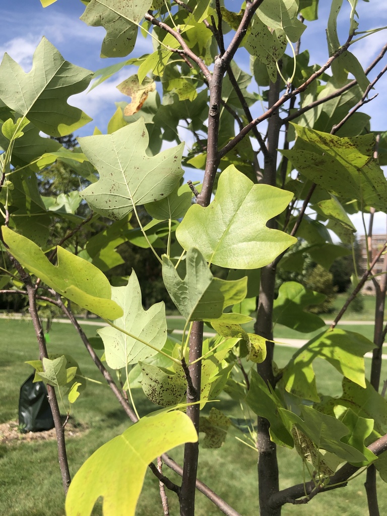 tulip tree from Fulton St E, Grand Rapids, MI, US on September 6, 2023 ...