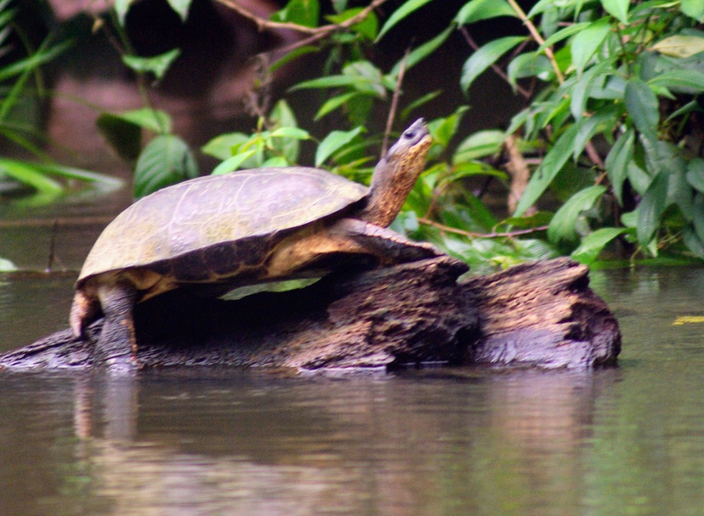 Black River Turtle in July 2012 by rauvbbj · iNaturalist