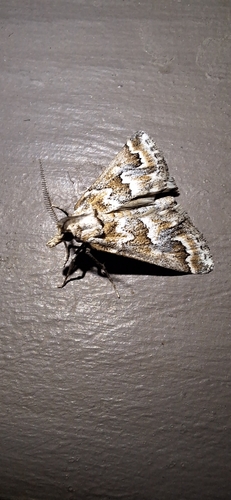 Hypotia dinteri · iNaturalist