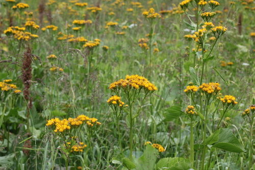 Genus Caucasalia · iNaturalist