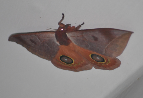 Automeris godartii · iNaturalist
