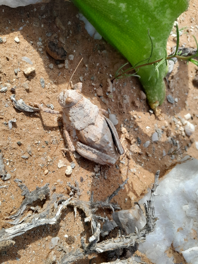 Toad Grasshopper from Oranjemund, NA-KA, NA on September 4, 2023 at 02: ...