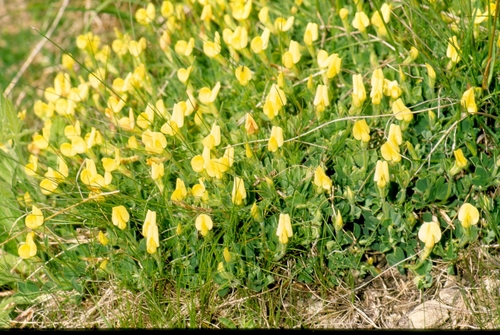 Variety Lathyrus inconspicuus inconspicuus · iNaturalist