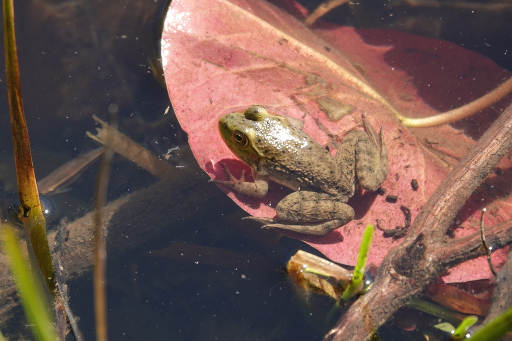 American Bullfrog from Price Lake, Blowing Rock, NC, US on September 6 ...