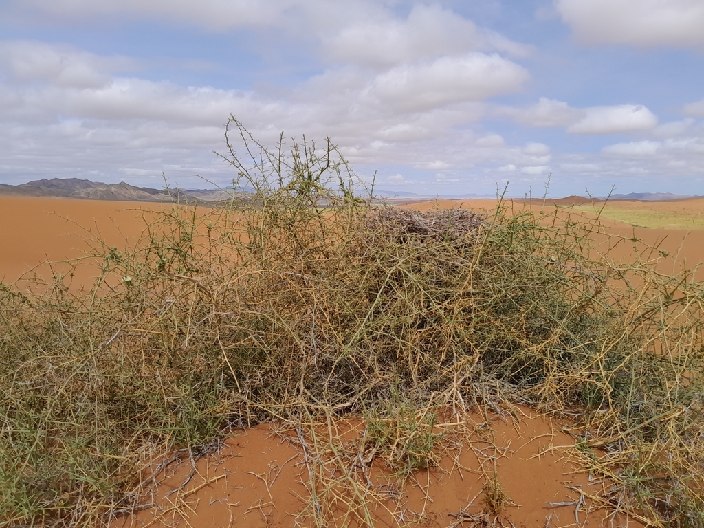 nara melon from Luderitz, NA-KA, NA on September 5, 2023 at 02:13 PM by ...