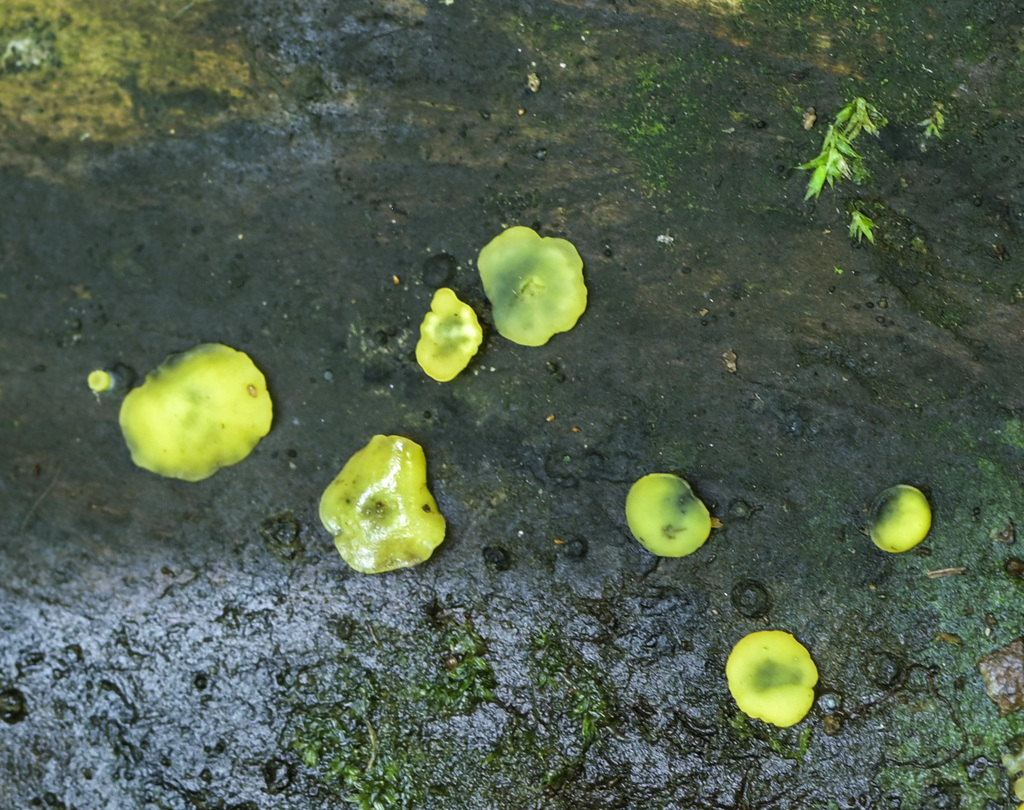 Chlorosplenium in September 2023 by Alan Rockefeller · iNaturalist