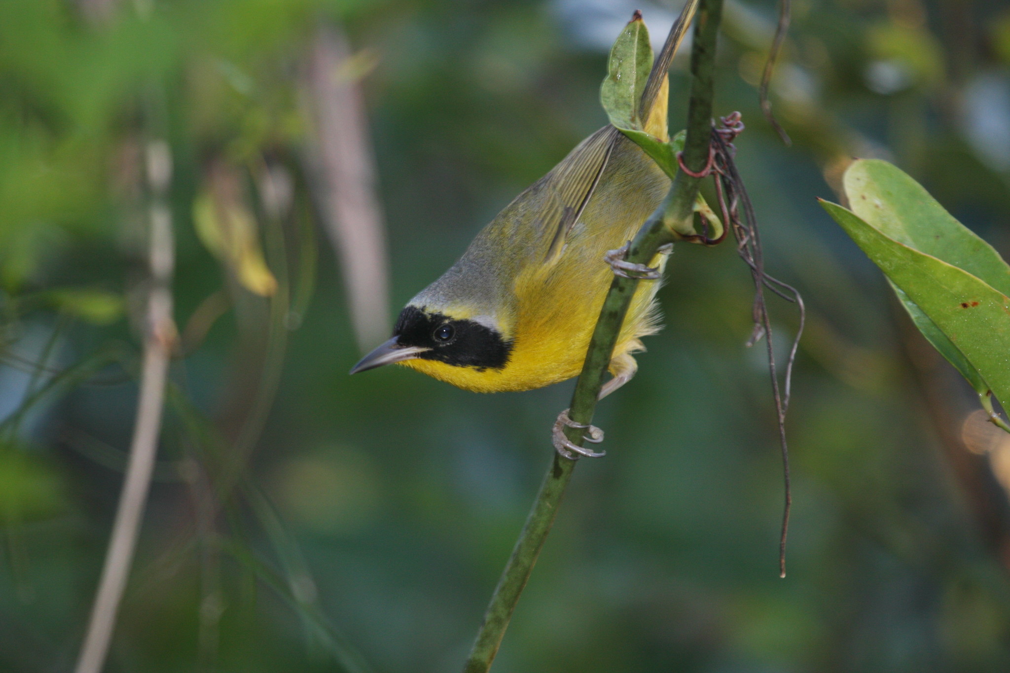 Geothlypis rostrata H.Bryant, 1867