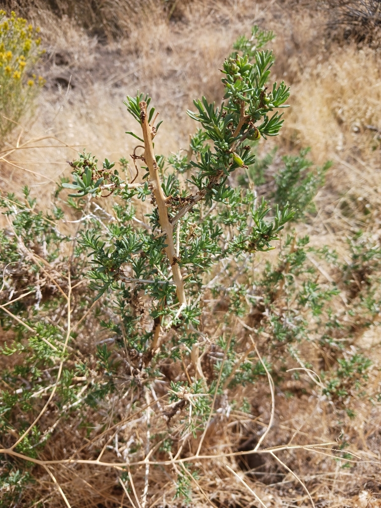 Greasewood from Fields, OR 97710, USA on September 6, 2023 at 12:31 PM ...