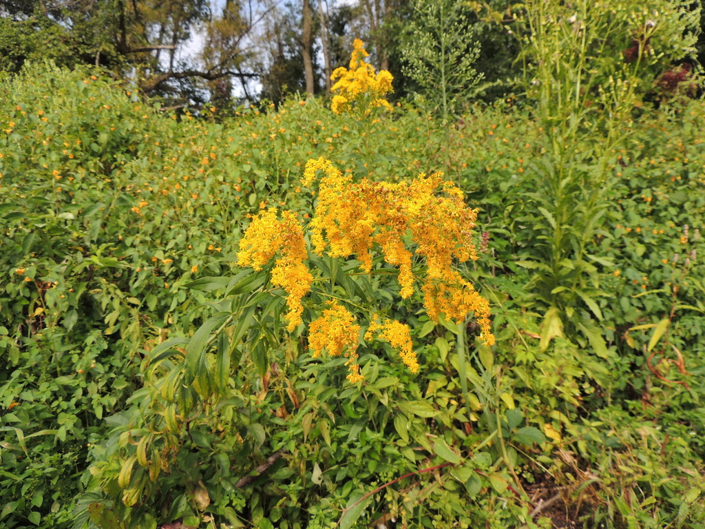 Short's goldenrod in September 2023 by Keara Williams · iNaturalist