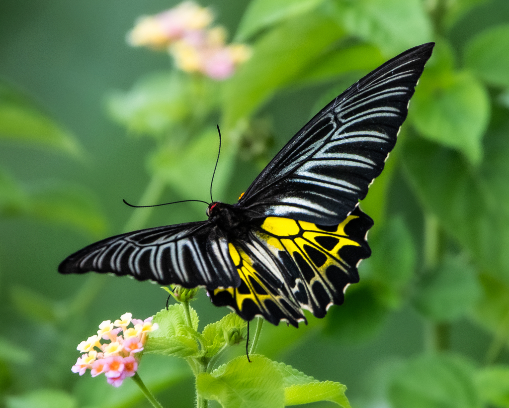 Golden Birdwing from Chakardeo Village, Guwahati, Assam, India on ...