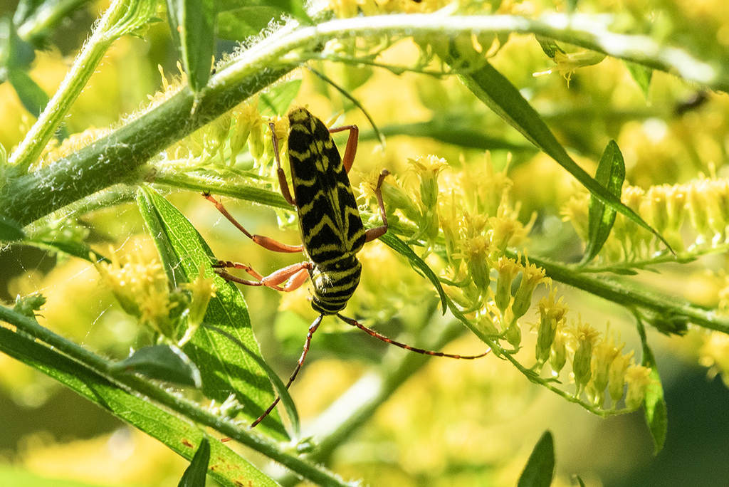 Locust Borer from Silver Spring, MD, USA on September 4, 2022 at 02:31 ...