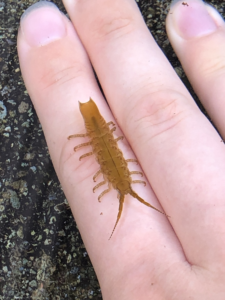Eelgrass Isopod from California Science Center, Los Angeles, CA, US on ...