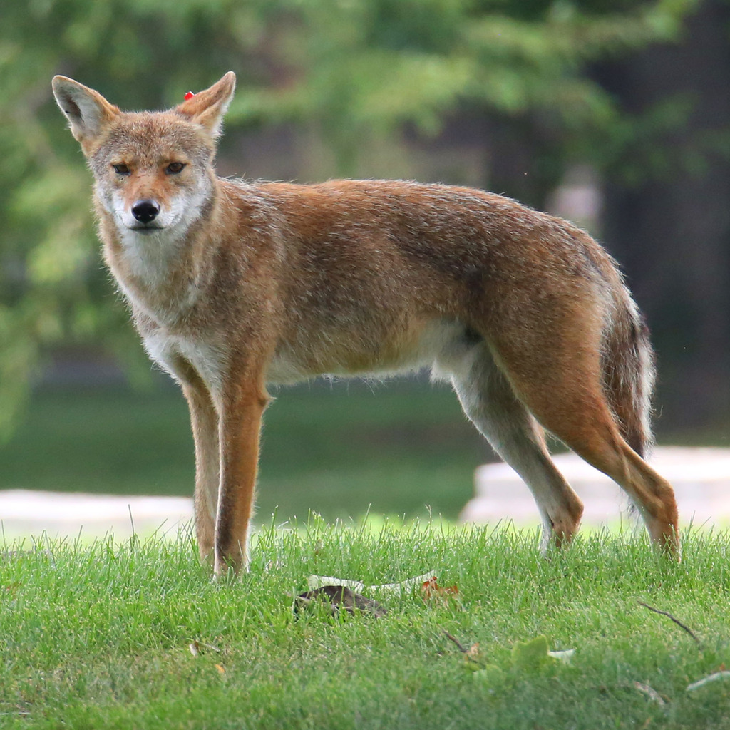 Coyote from Uptown, Chicago, IL, USA on September 6, 2023 at 11:34 AM ...