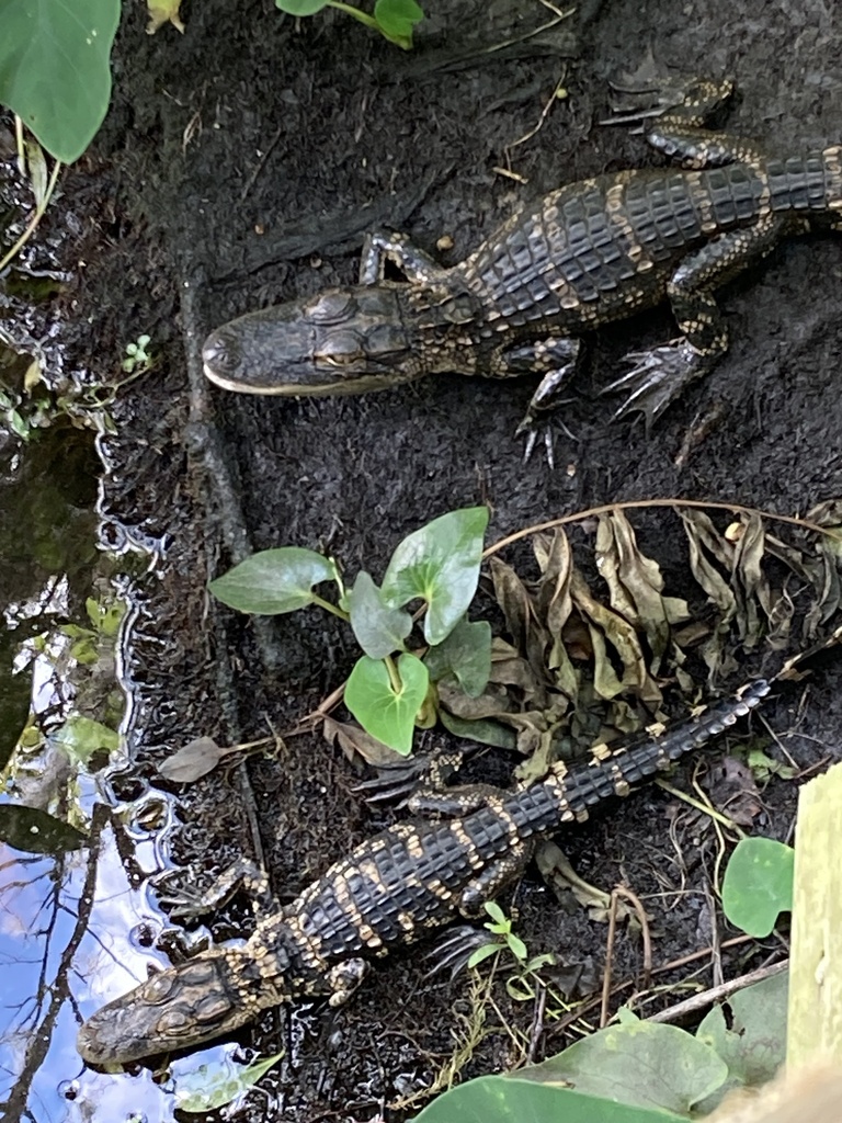 American Alligator from Sawgrass Lake Park, Saint Petersburg, FL, US on ...