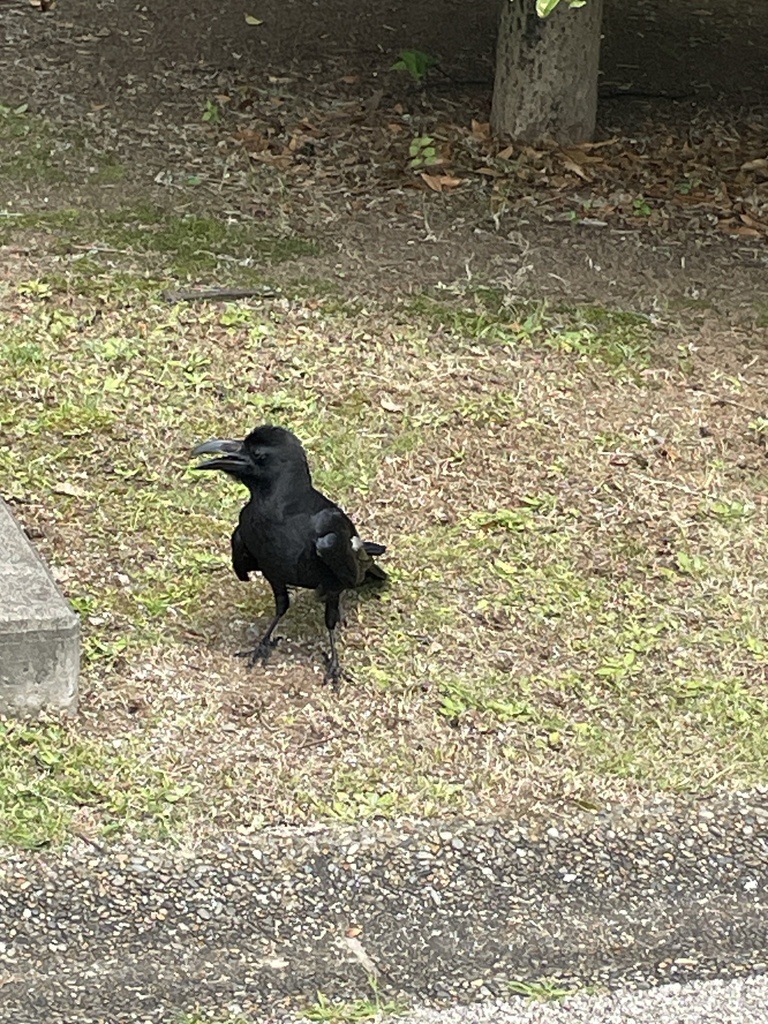 Japanese Crow from Ueno Park, Taito, Tokyo, JP on June 28, 2023 at 01: ...