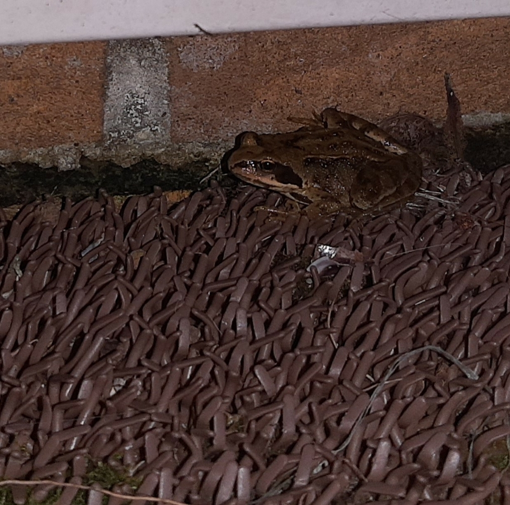 European Common Frog from Sawston, Cambridge CB22, UK on September 6 ...
