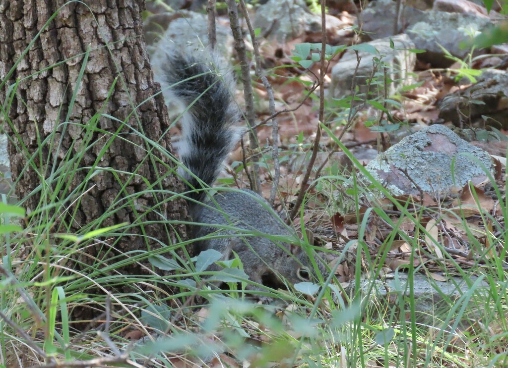 Arizona Gray Squirrel from Sierra Vista, AZ, USA on September 6, 2023 ...