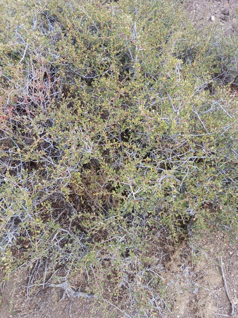Antelope Bitterbrush from Fields, OR 97710, USA on September 6, 2023 at ...